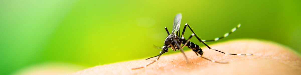 Wundrose (Erysipel) - Medikamentöse Therapie | DocMedicus ...